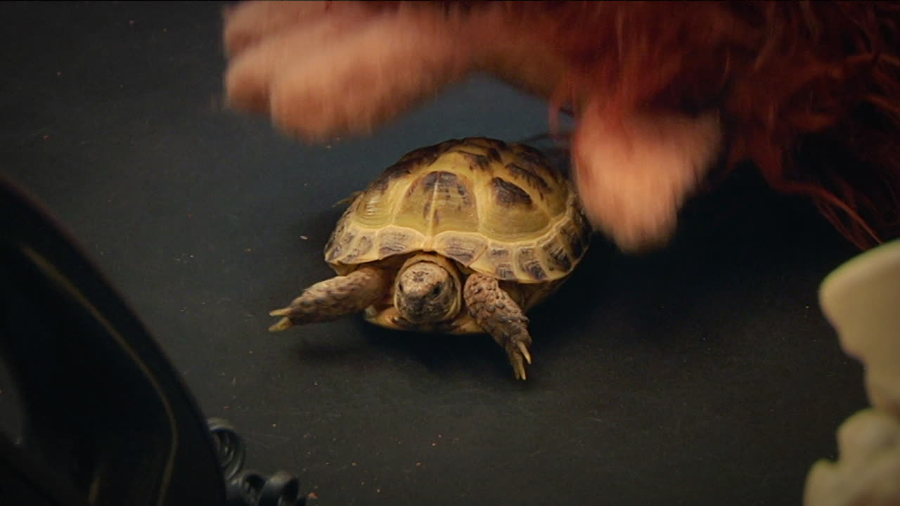 Adrian og Bendix Kapowshow. Dyr | Dansk Kulturarv