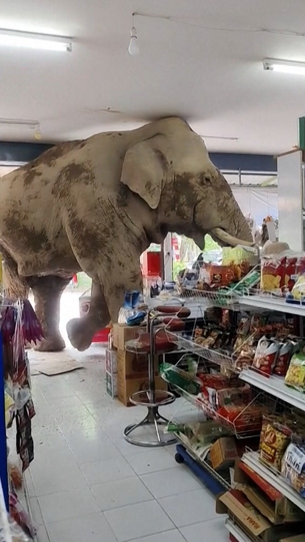 Sulten elefant bryder ind i supermarked | DR